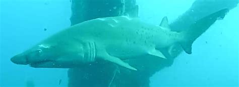 Explore Oceans At Frying Pan Tower