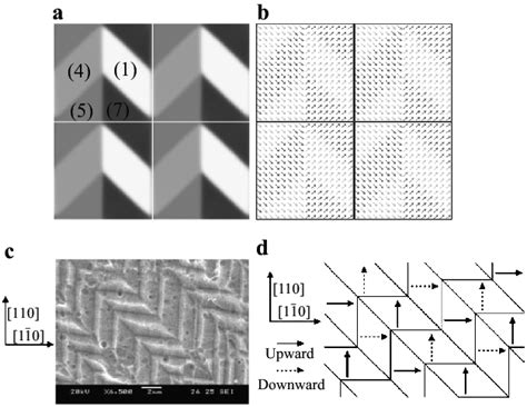 Rhombohedral Ferroelectric Domain Pattern By Unconventional Phase Field