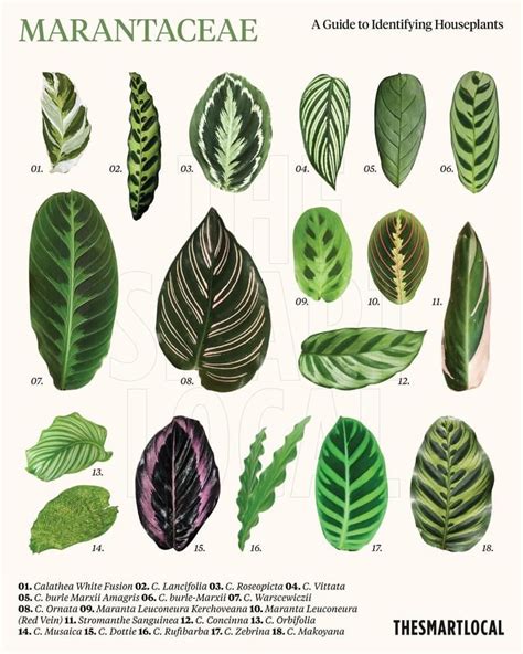 Plant Leaf Identification Artofit