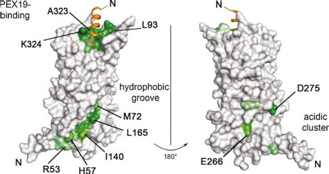 The Role Of Conserved Pex3 Regions In Pex19‐binding And Peroxisome