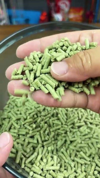 西部风罗非秒诱颗粒 罗非窝料 钓罗非技巧 钓罗非鱼 窝料饵料 Youtube