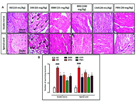 A B Represents Hematoxylin And Eosin Hande Staining Of The Sciatic