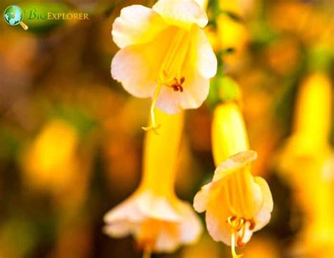 Qantuta Flower Cantua Buxifolia Wildflower Bioexplorer