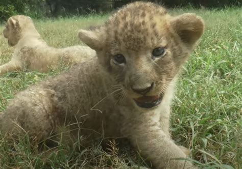 Names Of Six Lion Cubs At Ridiyagama Safari Park Announced Newswire