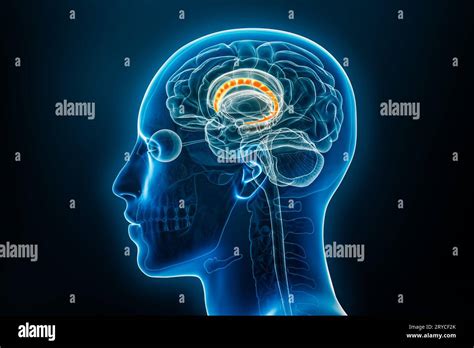 Caudate Nucleus