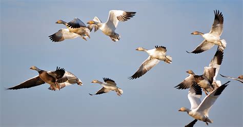Waterfowl Migration Reports Ducks Unlimited