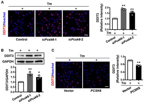 Pcsk6 Deficiency Promotes Cardiomyocyte Senescence By Modulating Ddit3