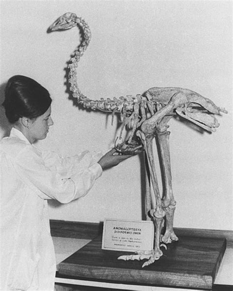 Bush Moa Genome Decoding An Extinct Bird