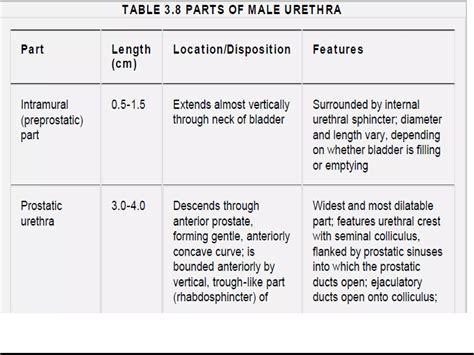 Anatomy Of The Urethra Pptx