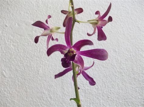 D Hawaiian Twinkle Iso Twinkle Twinkle Plants Hawaiian