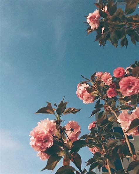 64 Hintergrundbilder Aesthetic Hintergrundbilder Pinke Bilder Lebenretten