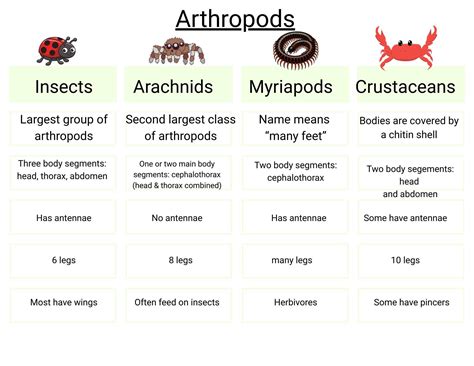 Classification Of Arthropods Artofit