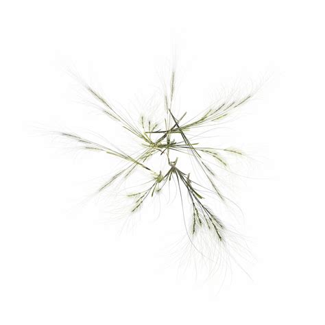 Premium Photo Wild Field Grass Top View Isolated On White