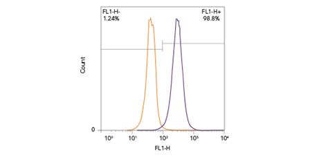 Organelle Marker Antibodies