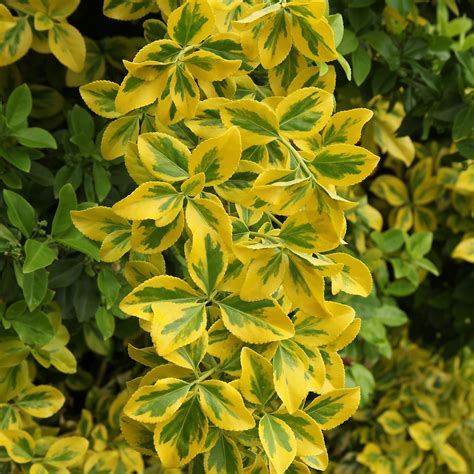 Golden Euonymus High Impact Variegated Foliage Sunspot Euonymus