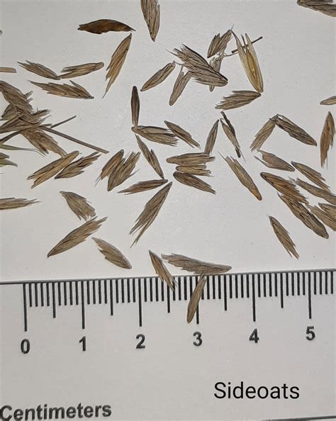 Bouteloua Curtipendula