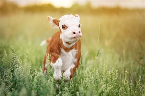 Teacup Mini Cow Are They Good Pets Gfl Outdoors