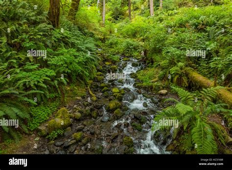 Stream Below A Waterfall Flowing Into The Hoh River In The Hoh Rain Forest Along The Hoh River