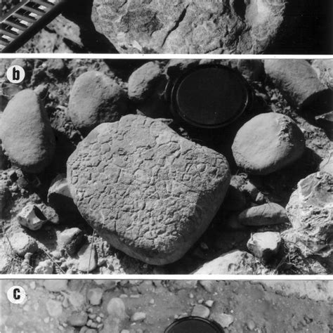 Jig Saw Pattern Of Live Endolithic Lichens A The Underside Of A