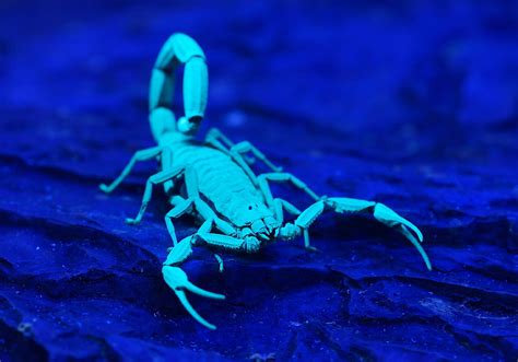 Scorpion Symbolism And Meaning Totem Spirit And Omens World Birds