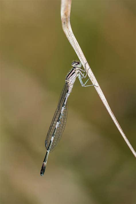 Pond Damselfly On Grass Photograph By Robert Potts Fine Art America