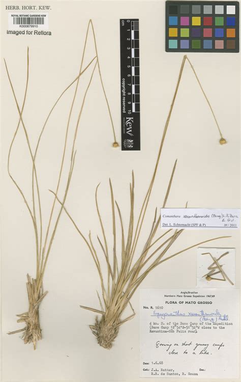 Comanthera Xeranthemoides Bong L R Parra And Giul Plants Of The World Online Kew Science
