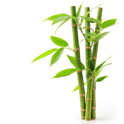 Bamboo árvore Folha Planta Caule E Bastão 3d árvore De Bambu Ai