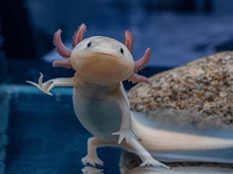 Are Axolotls Cute