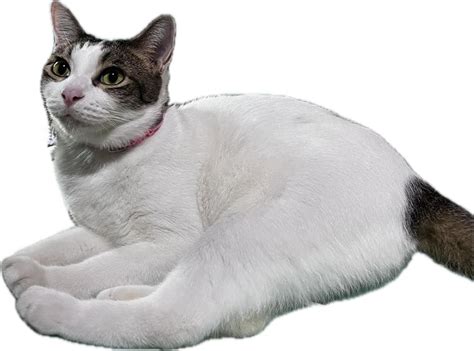 Shes So Pretty R Catsofrph