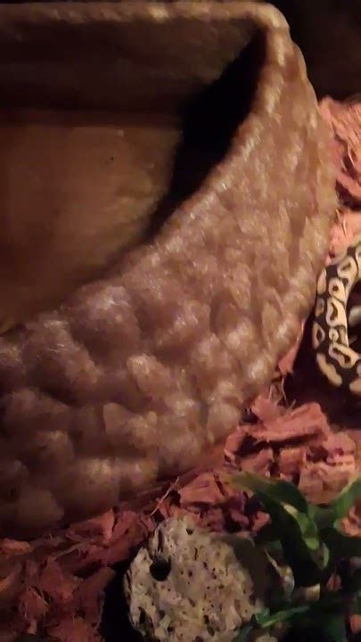 Ball Python Thotiana Having A Snack 🤮 Youtube