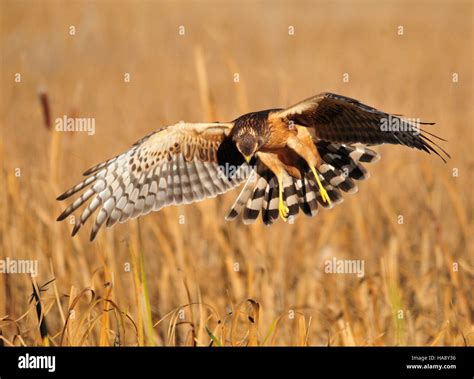A Northern Harrier A Bird Of Prey Is Spotted At The Seedskadee