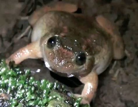 Scientists Just Discovered A New Sex Position But Only Toads Are Doing It