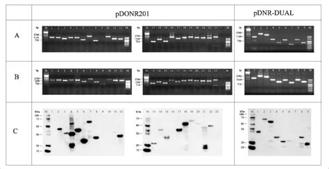 High Throughput Expression Pcr A Analysis Of The First Pcr Products