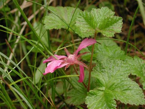 Dwarf Nagoonberry Rubus Arcticus