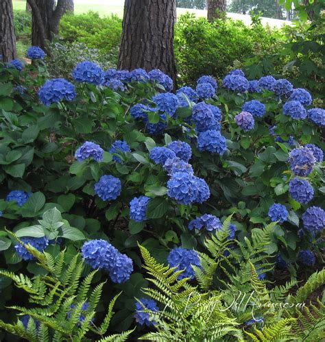 Hydrangea Macrophylla Enziandom Kiefer Nursery Trees Shrubs