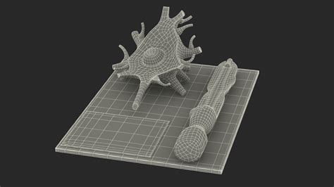 Human Neuron Model Cross Section On Stand Model Turbosquid 2059810