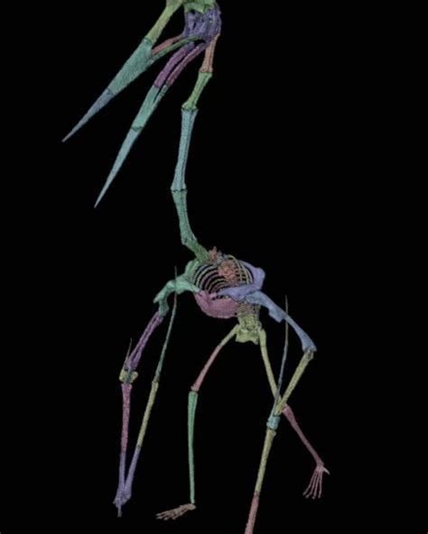 Introducing The Quetzalcoatlus Skeleton Model A Beautifully Designed