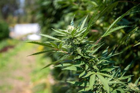 31 Million Awarded To Help Mendocino Cannabis Cultivators Transition