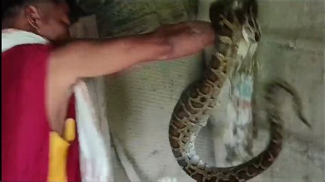 Python Rescue Youtube