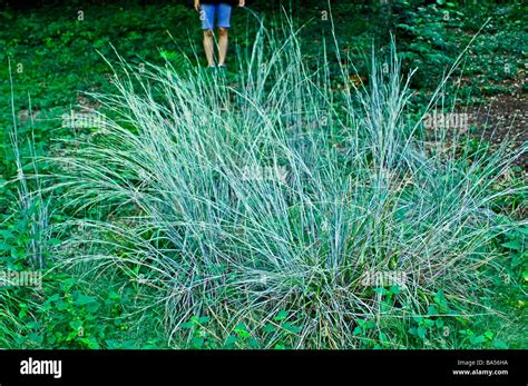 Lady Standing Behind Large Patch Of Native Big Blue Stem Grass Stock