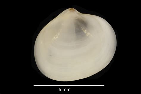 Kellia Suborbicularis Montagu 1803