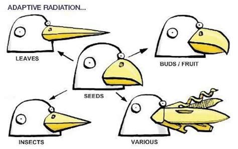 High School Biology Evolution Unit Speciation Power Point Tpt