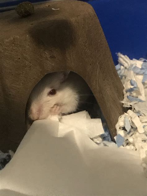 My Gerbil Keeps Biting Me Gerbil