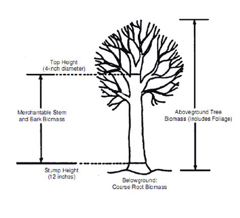 1 Tree Component Biomass Source Jenkins Et Al 2004 Download Scientific Diagram