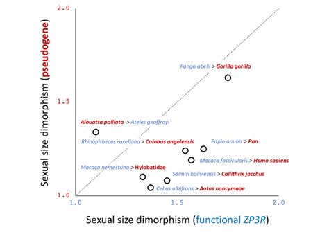 Sexual Size Dimorphism Ssd Male Massfemale Mass For Eight Matched