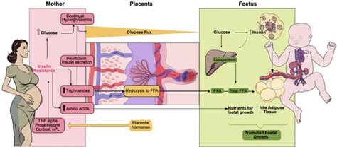Marina Mora Ortiz On Linkedin Gdm Pathophysiology