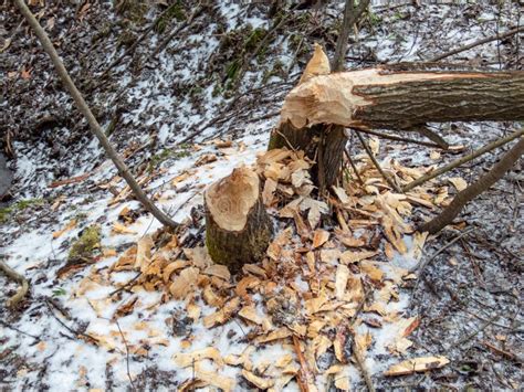 Tree Cut With Visible Beaver Damage And Signs On Wood Trunk From Teeth