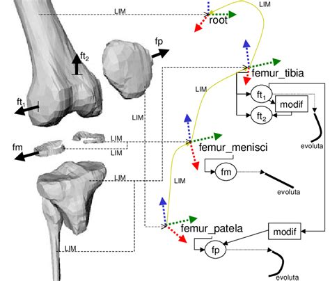 Schema Of The Knee Designed To Perform The Model Validation This