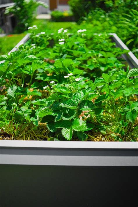 Raised Garden Bed With Green Strawberry Bush In A Garden Environment Stock Image Image Of