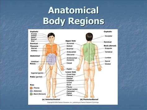 Ppt Exploring Anterior And Posterior Body Regions Anatomical
